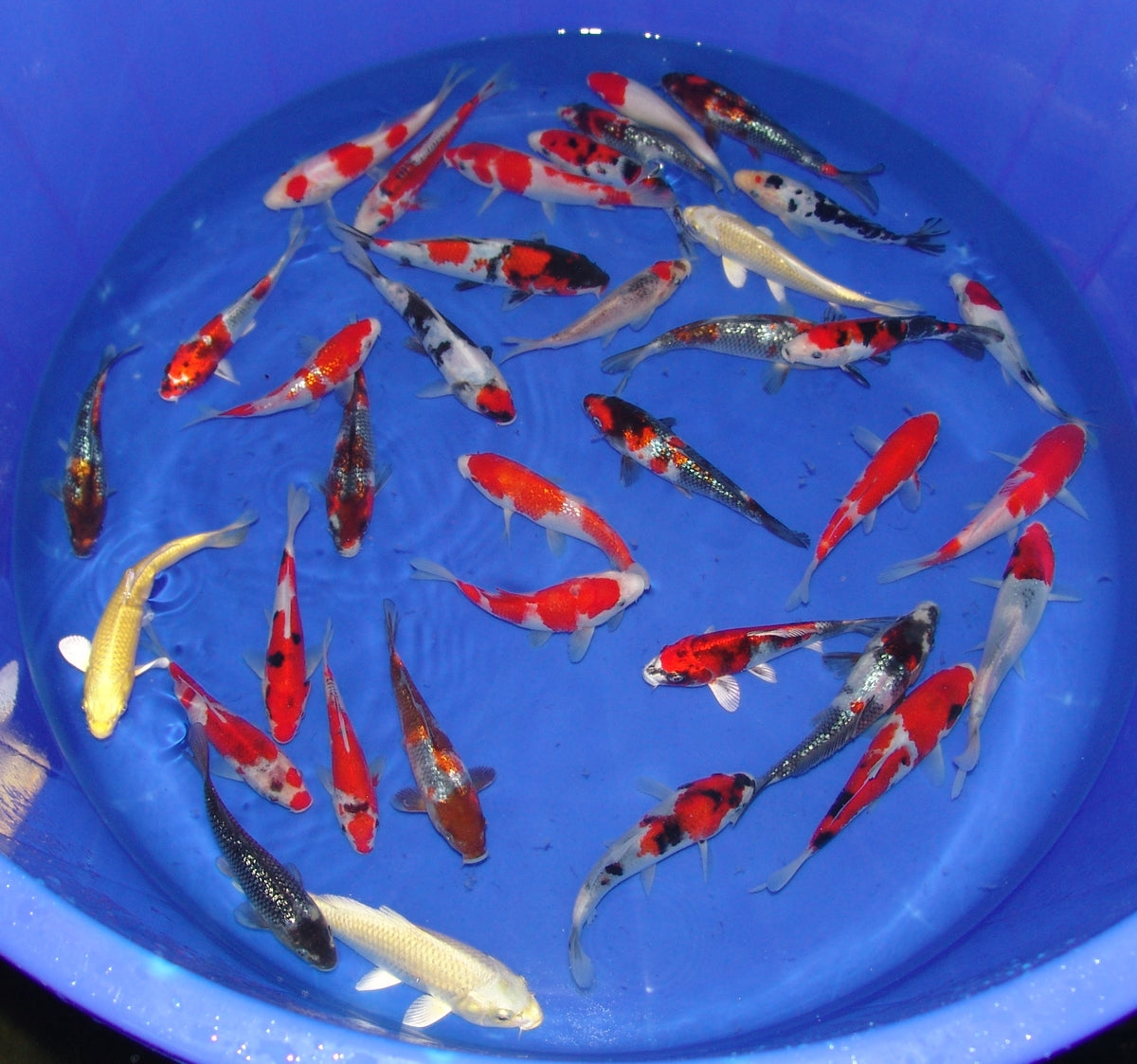 15-18cm Tosai, Mix. – Causeway Koi